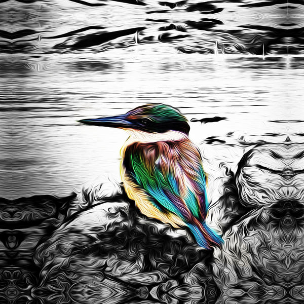 Kotare @ Lyttelton Harbour ALUMINIUM Art print – Artfulelements